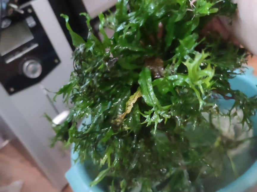 Отдам или обменяю аквариумные растения