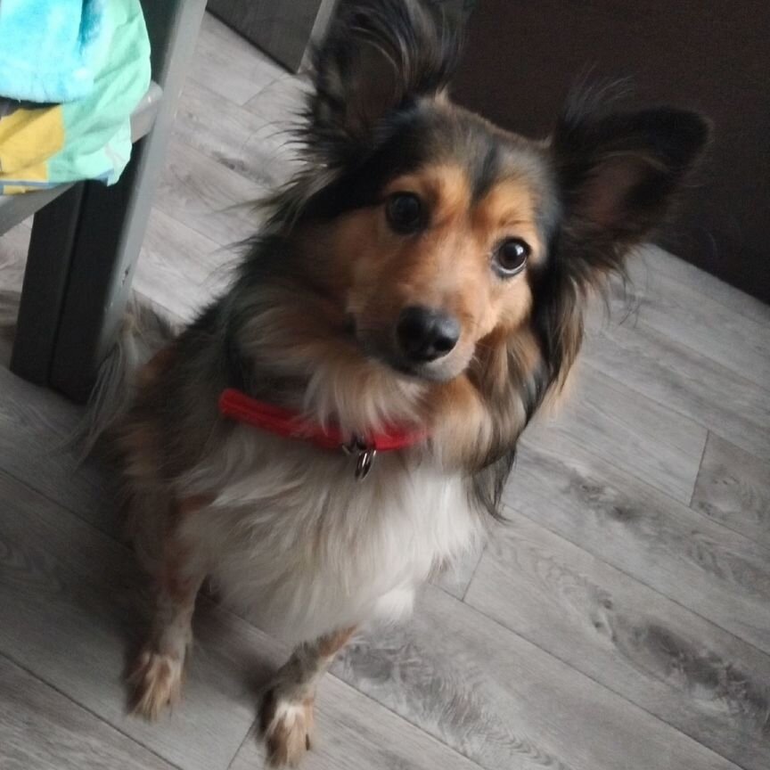 Отдам собаку в добрые руки