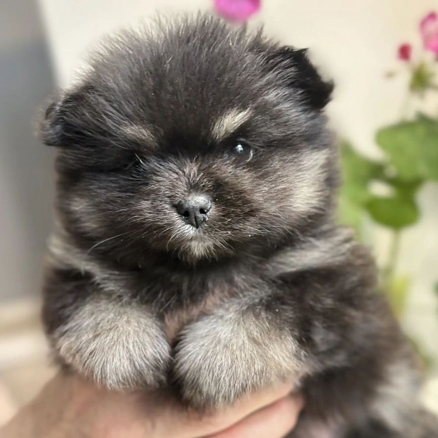 Померанский шпиц, щенок