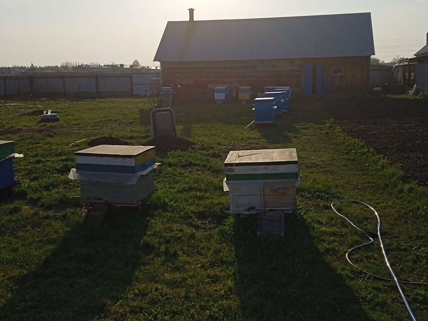 Пчелы и Улей для пчел