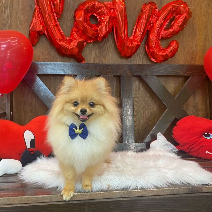 Немецкий шпиц, взрослый пёс