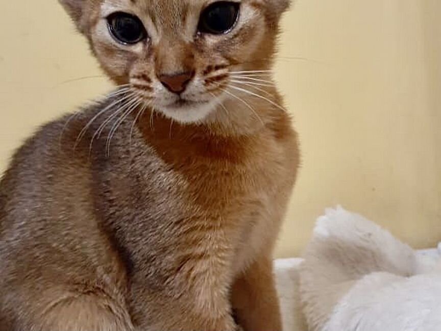 Клубная абиссинская девочка