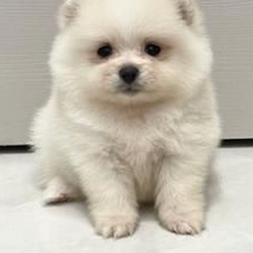 Померанский шпиц, щенок