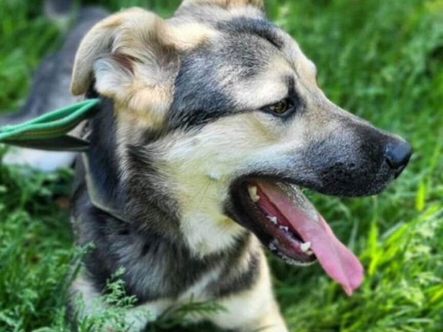 Собака Чувственный малыш Буба