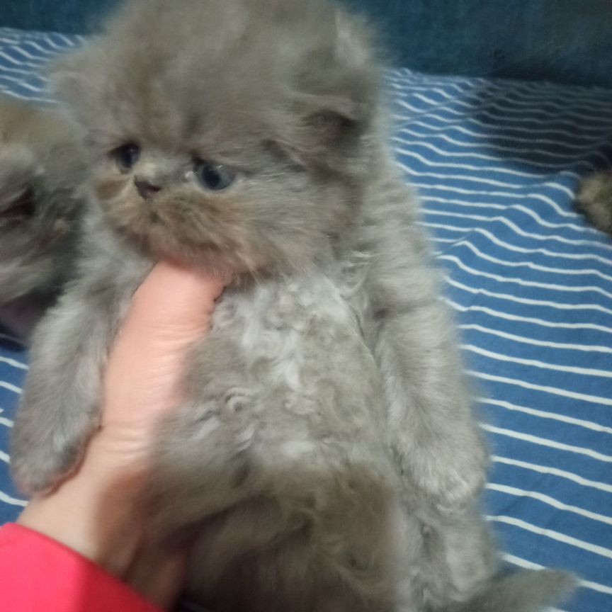 Персидские котята