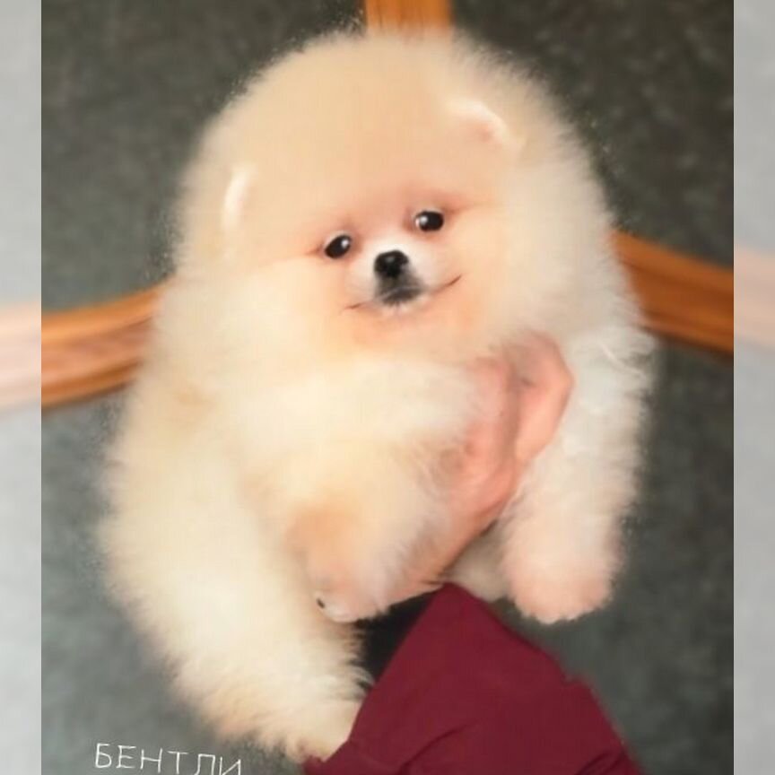 Померанский шпиц, щенок