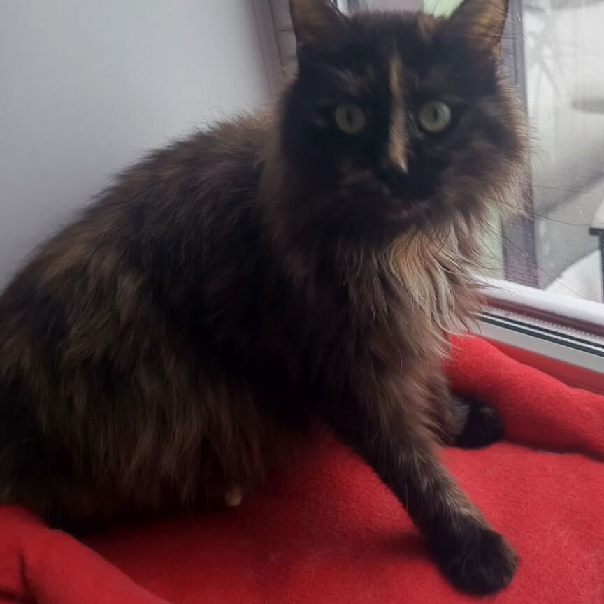 Взрослая, кошка в добрые руки