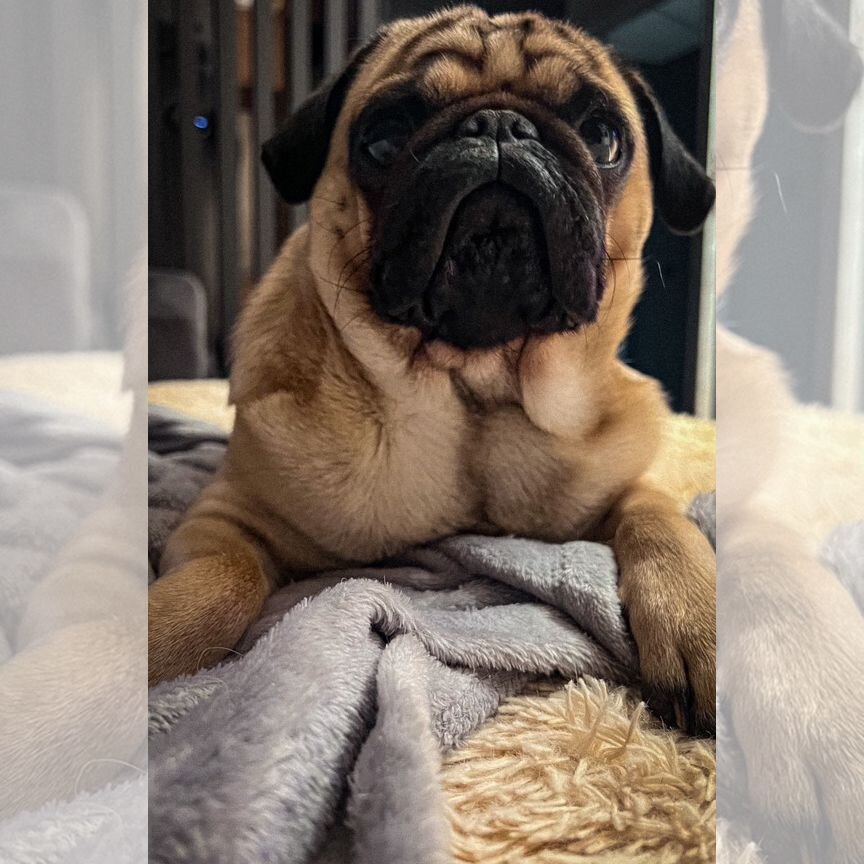 Мопс, вязка