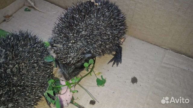 Ёжик европейский для дачи