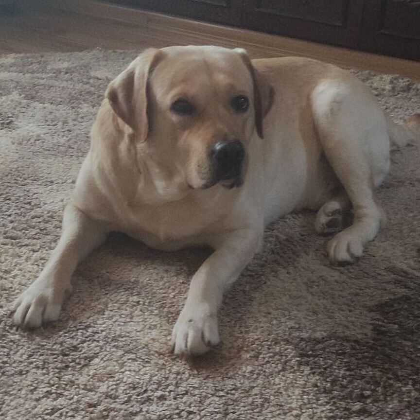 Ищем невесту для вязки