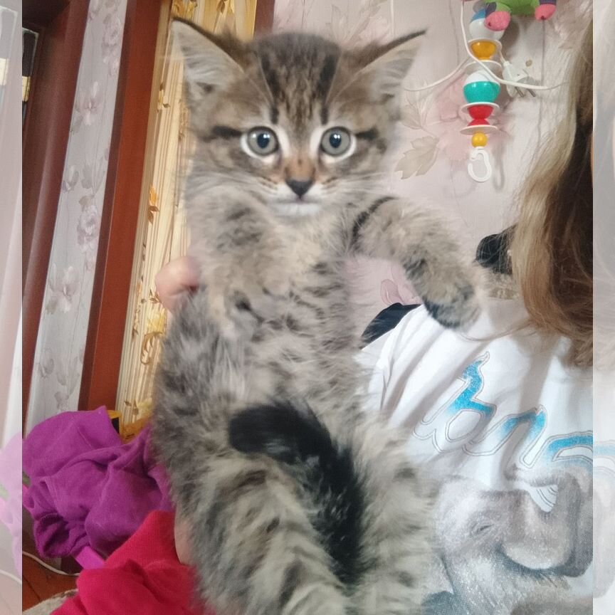Отдам в добрые руки