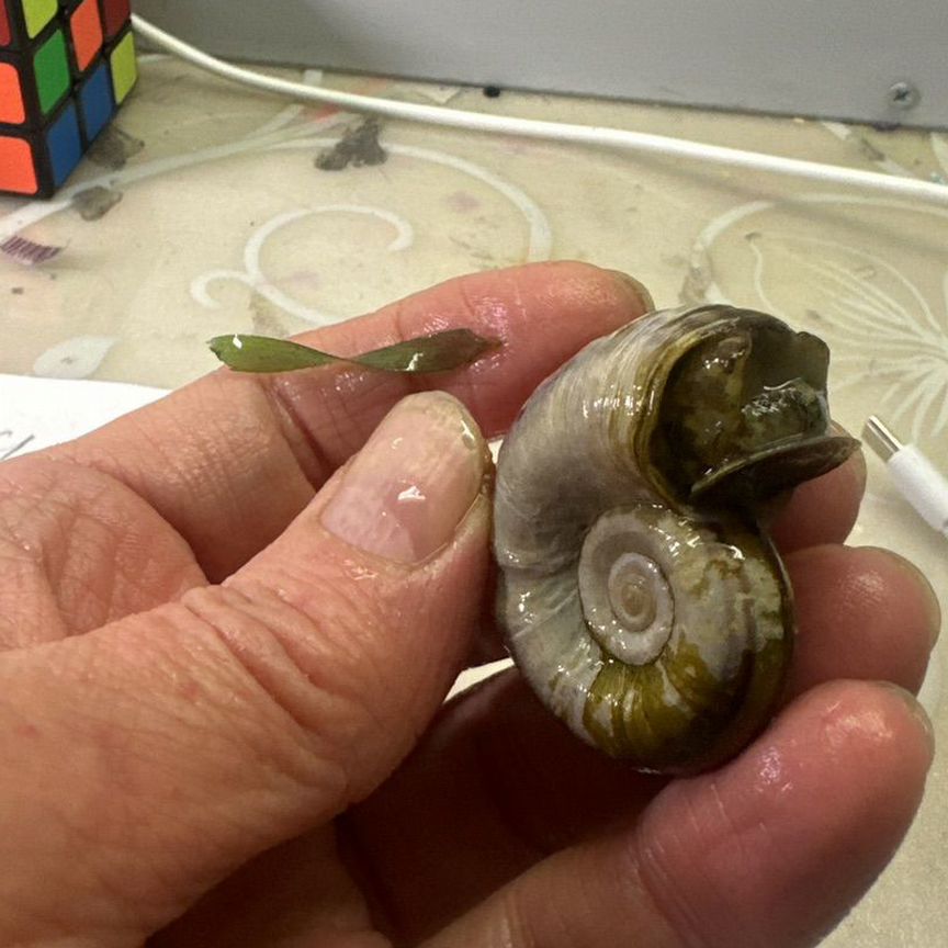 Улитки в аквариум