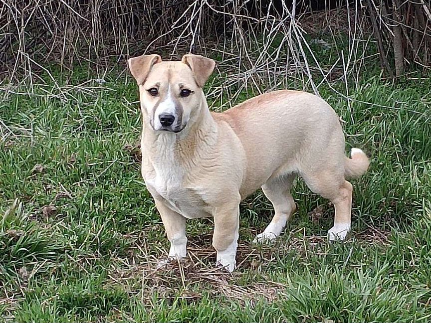 Собака в добрые руки отдам бесплатно