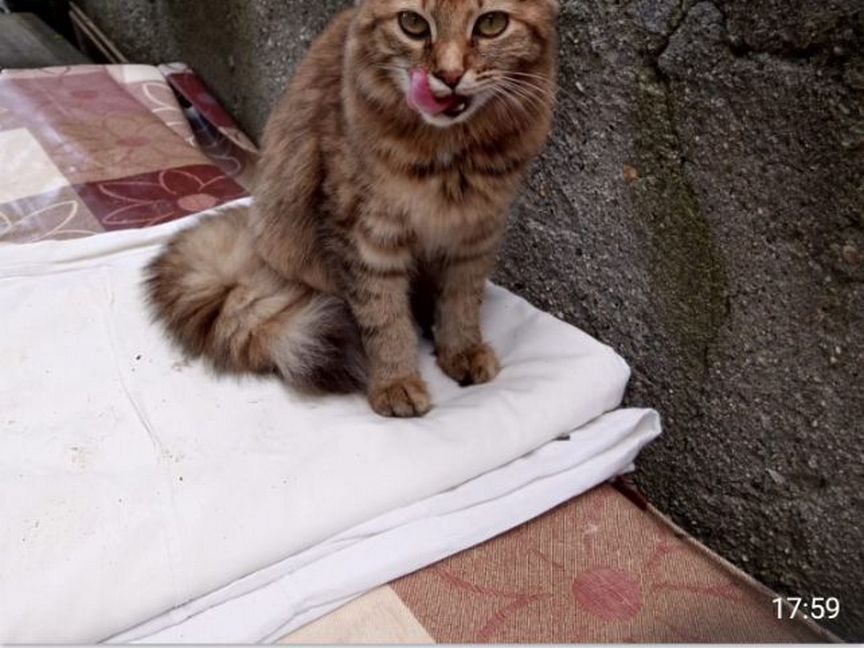 Сибирская кошка
