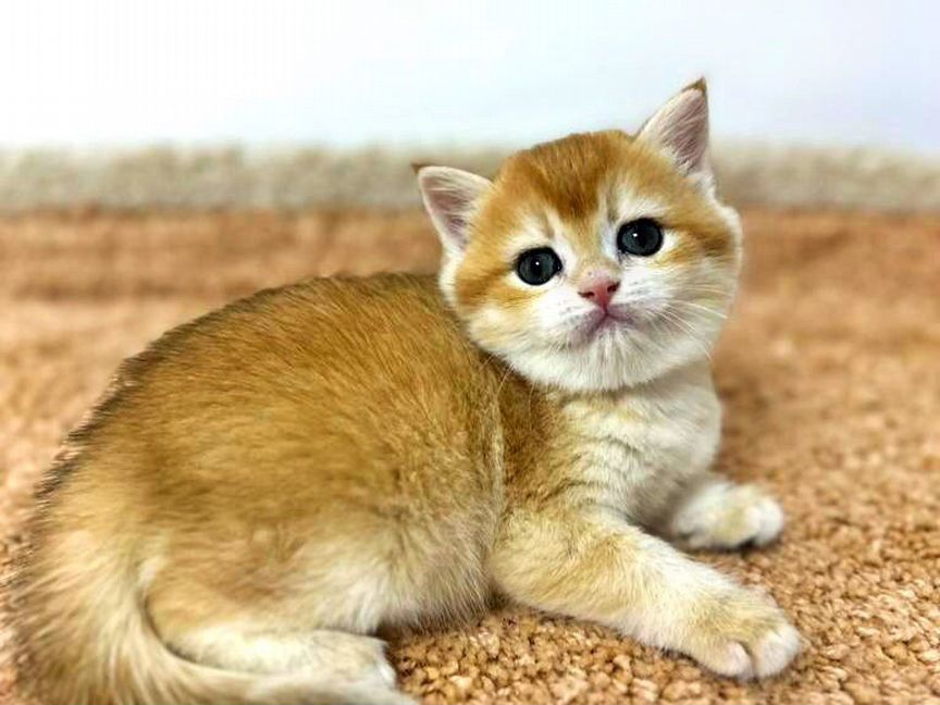 Бенгальская кошечка в разведения
