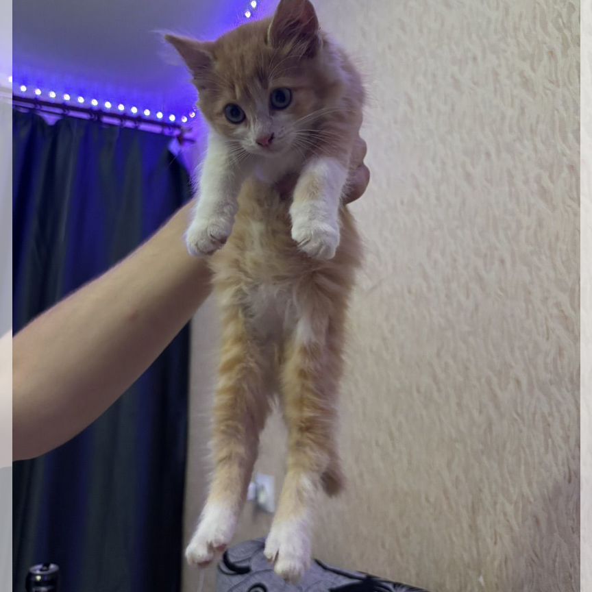Котёнок в добрые руки