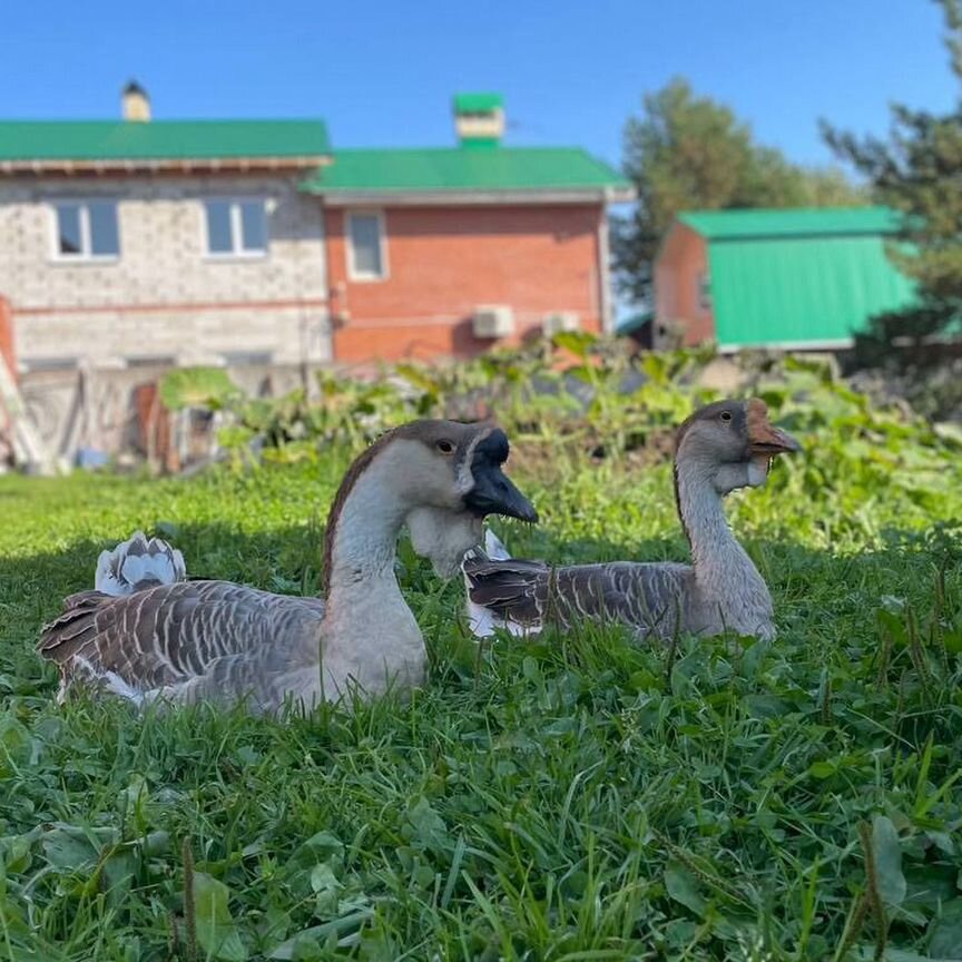Холмогорские гуси