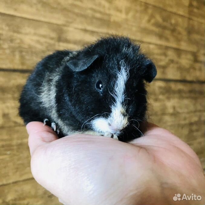 Морские свинки.Детки.1-1,5 месяца.Тедди
