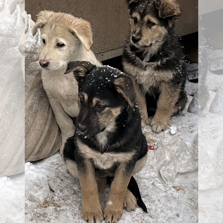 Щенок в добрые руки