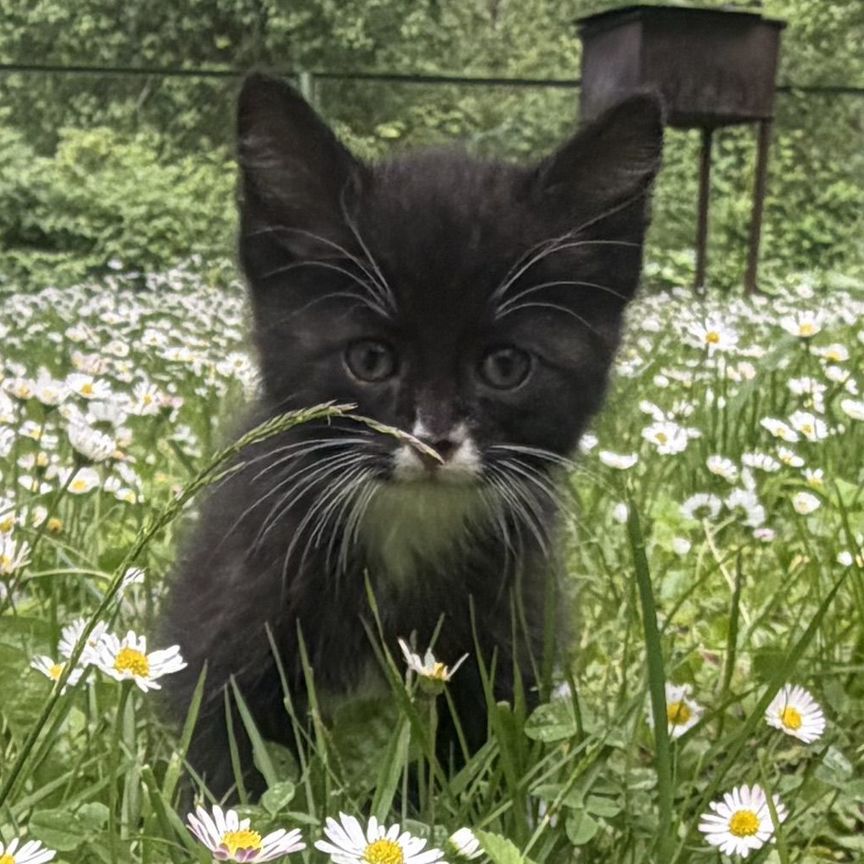 Котёнок в добрые руки