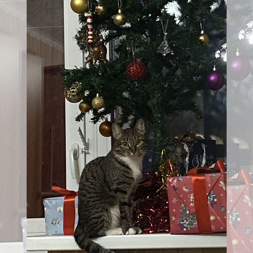 Взрослая, Девочка кошка в добрые руки