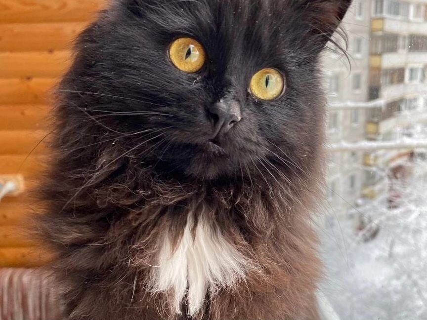 Красивый котик в добрые руки