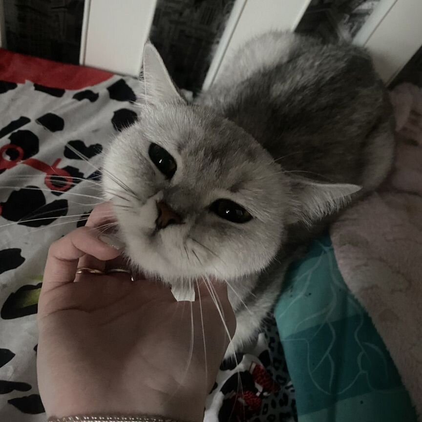 Британская серебристая шиншилла