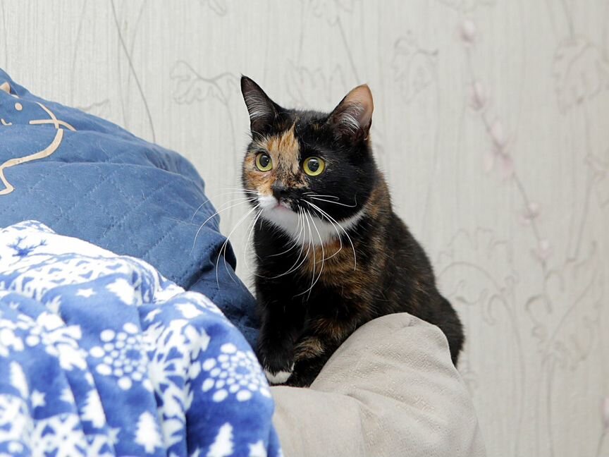 Кошка Машуля