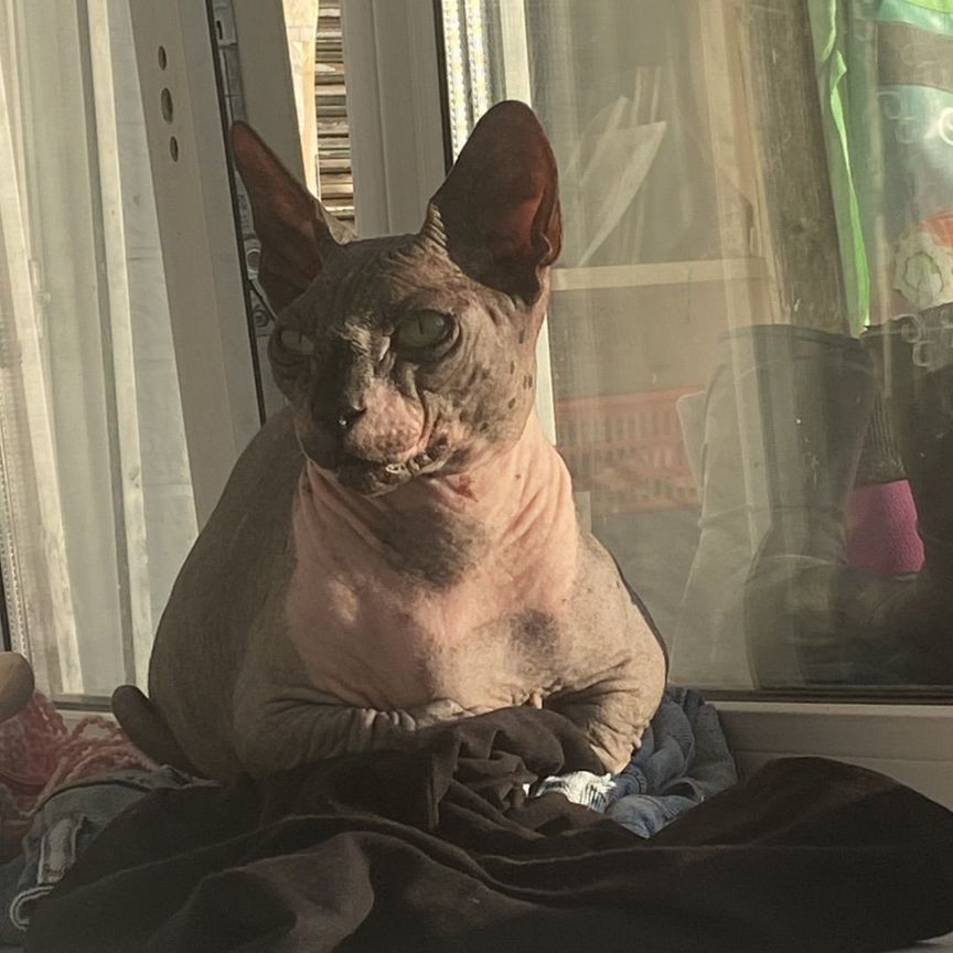 Канадский сфинкс, взрослый кот