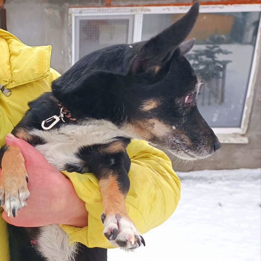 Маленькая Сима ищет дом, помесь с чихуахуа