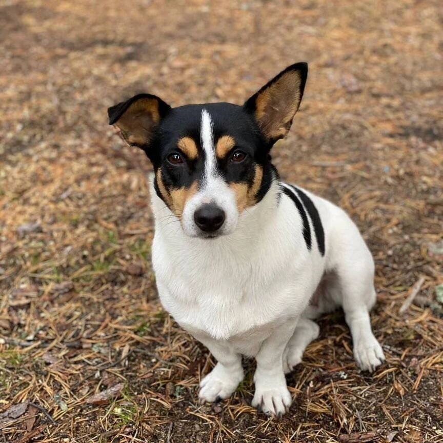 Маленькая собачка ищет дом