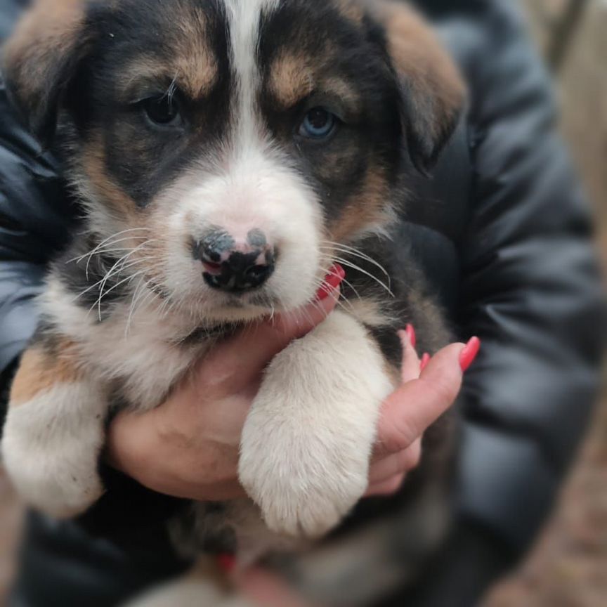 Щенки охранники