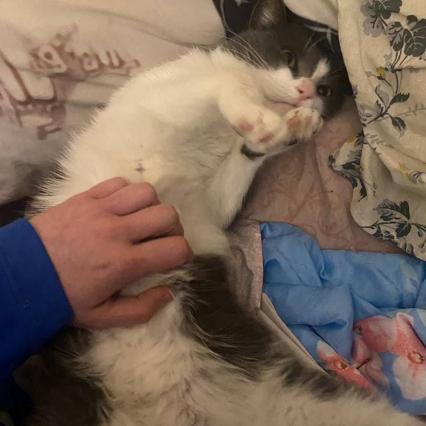 Взрослый кот в добрые руки