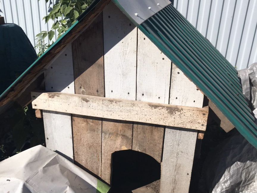 Собачья будка