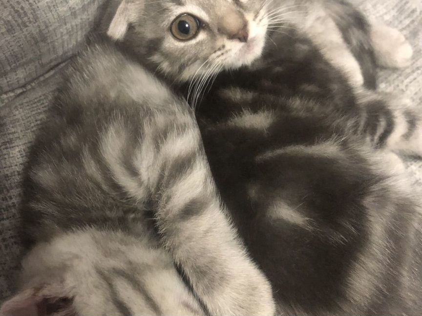 Шотландские вислоухие котята
