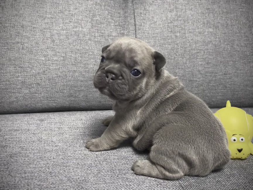 Французский бульдог девочка лиловый подпал