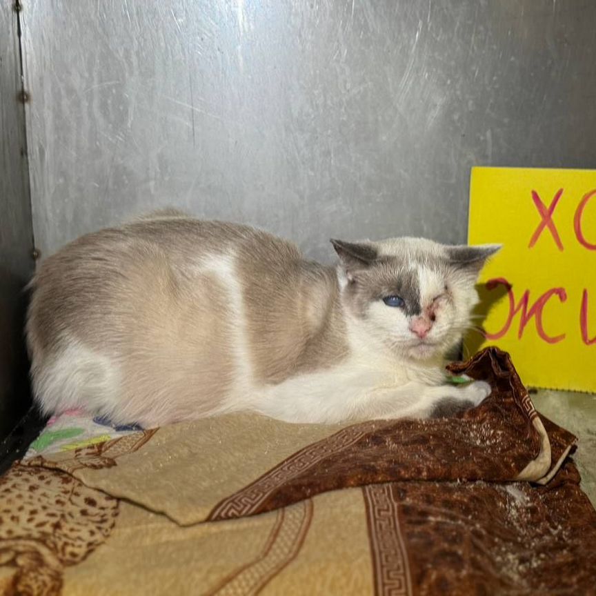 Взрослая кошка в добрые руки