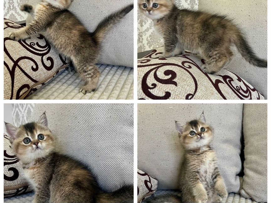 Шотландские вислоухие и прямоухие котята
