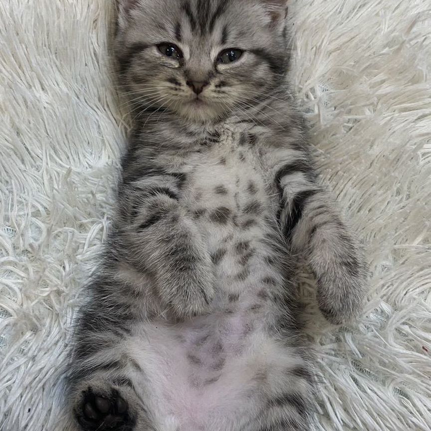 Шотландские котята