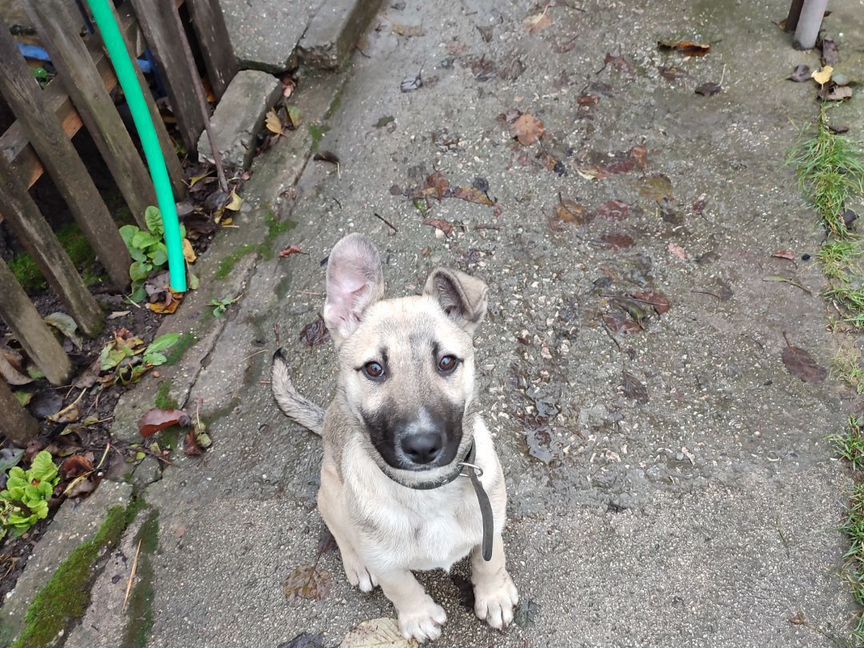 Собака в добрые руки щенок