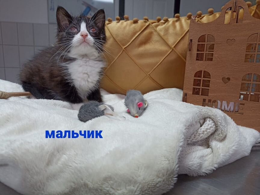 Котята в добрые руки