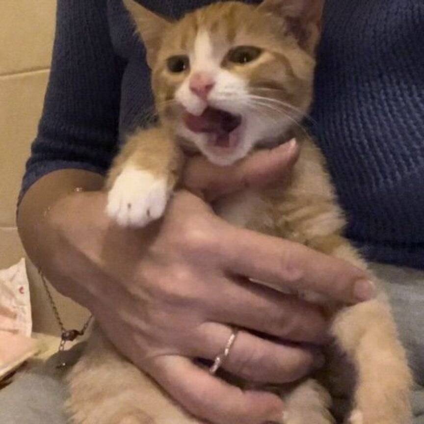 Рыжая девочка