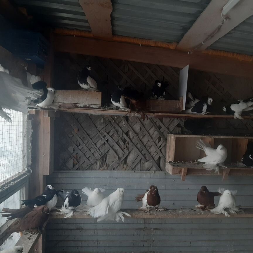 Продажа голубей