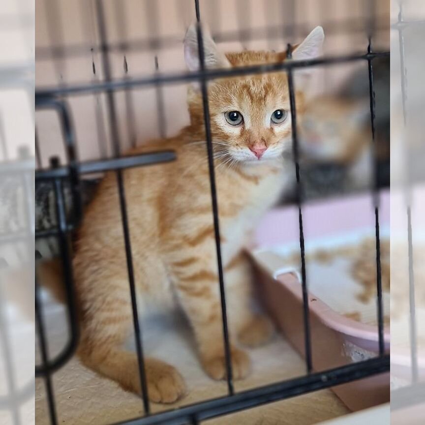 Котёнок в добрые руки