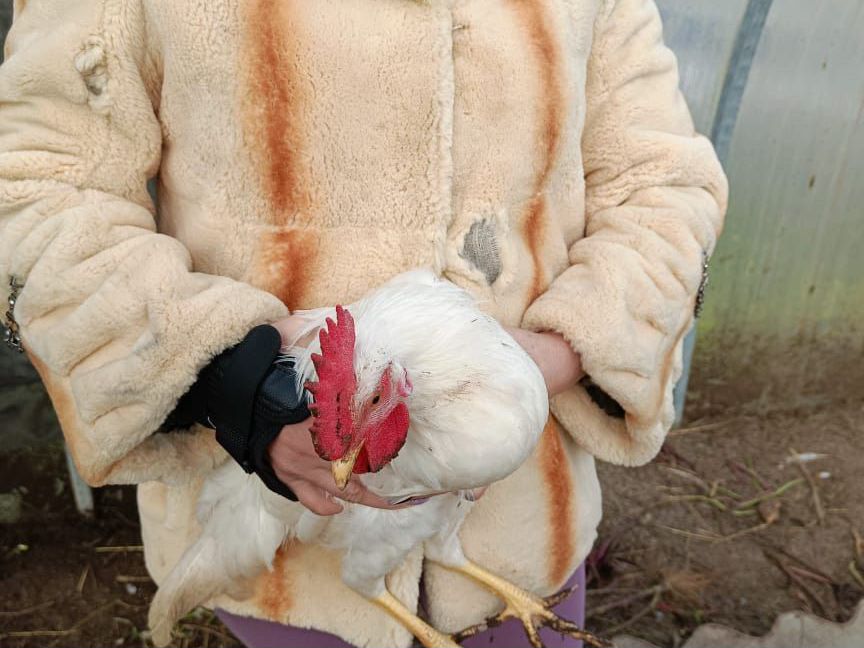 Продам молодых питухов