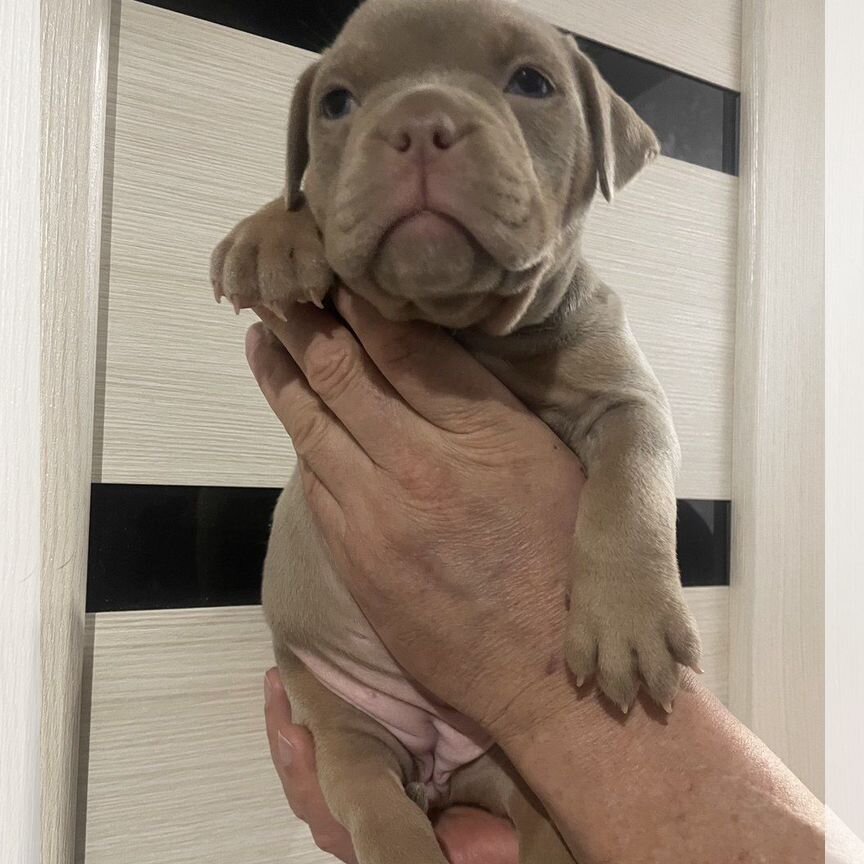 Американский булли, щенок