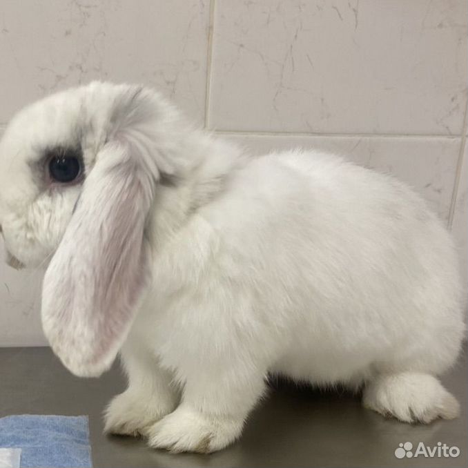 Декоративный кролик с клеткой мальчик