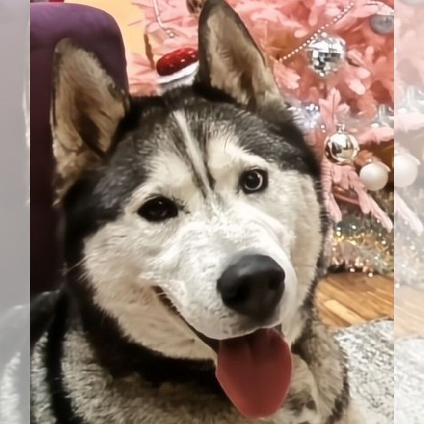 Сибирский хаски, взрослый пёс