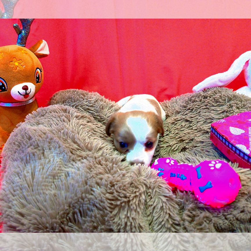 Мальчики чихуахуашки