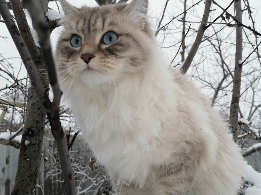 Невская маскарадная